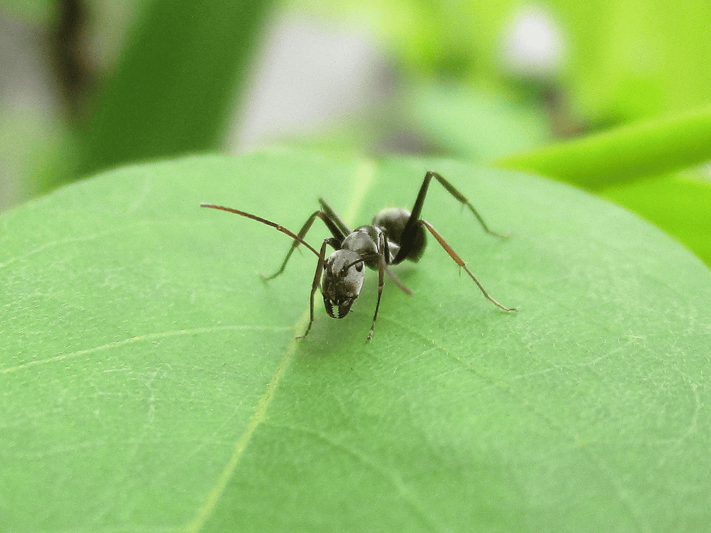 Mravlje & plazeči mrčes - Substral