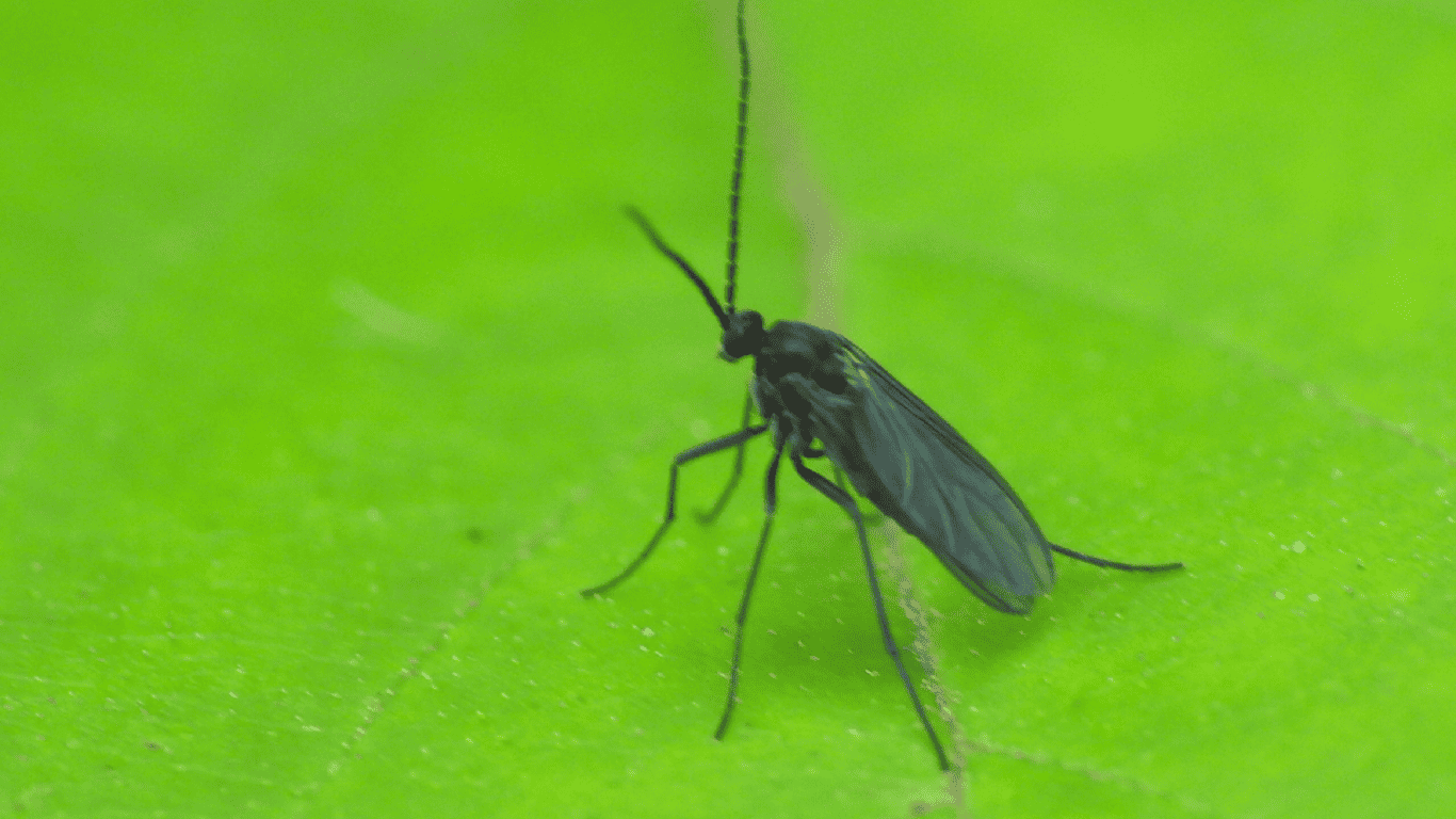 Muhe žalovalke - Substral