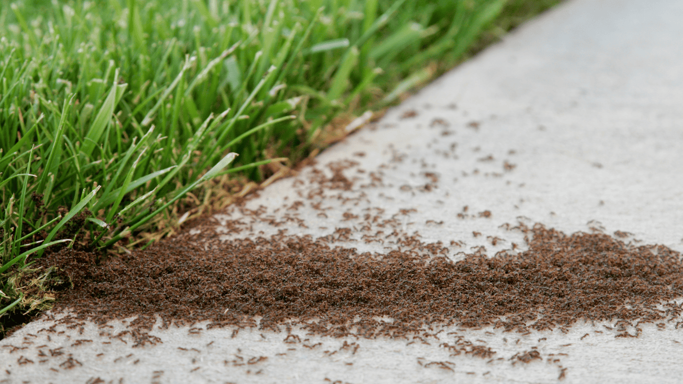 Mravlje v okolici doma- posip proti mravljam - Substral