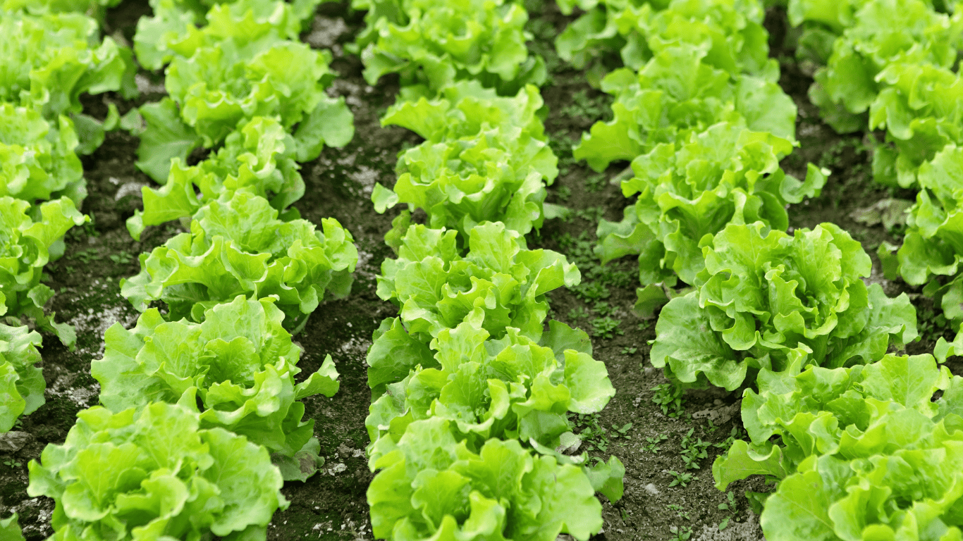 Zelena solata - Substral